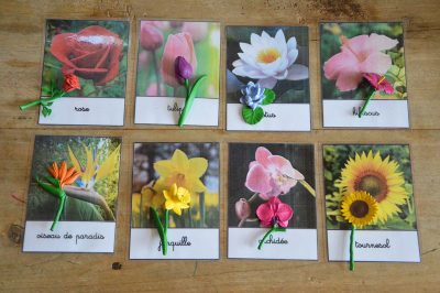 Youpi mercredi #58 : Reconnaître quelques fleurs - Blisscocotte